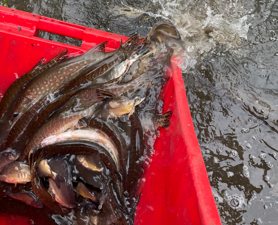 Lâcher de poissons dans le marais par La Maraîchine | AAPMA LA MARAICHINE